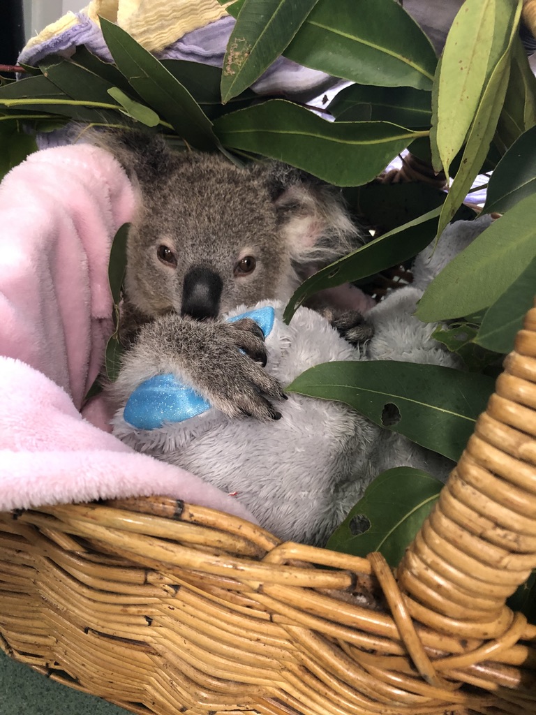 Dimples the koala: A tale of resilience - Friends of the Koala