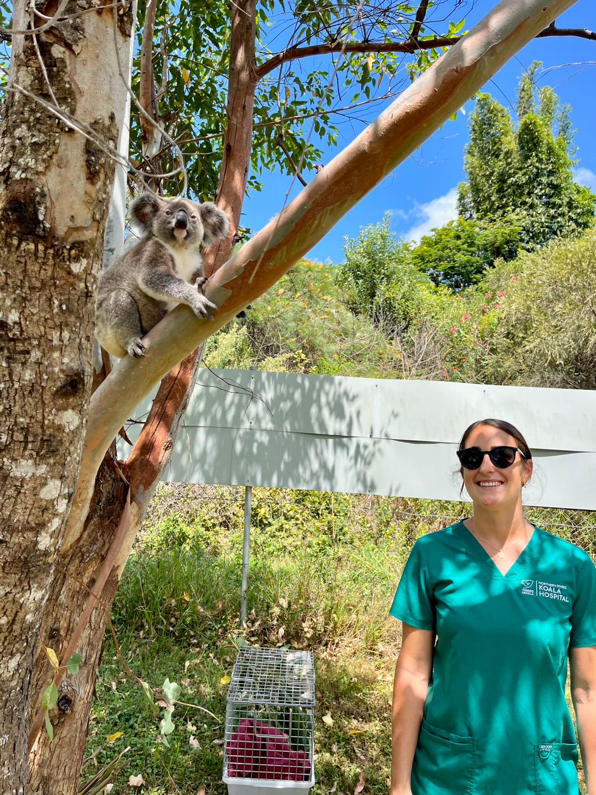 Facts about koalas - breeding season - Friends of the Koala