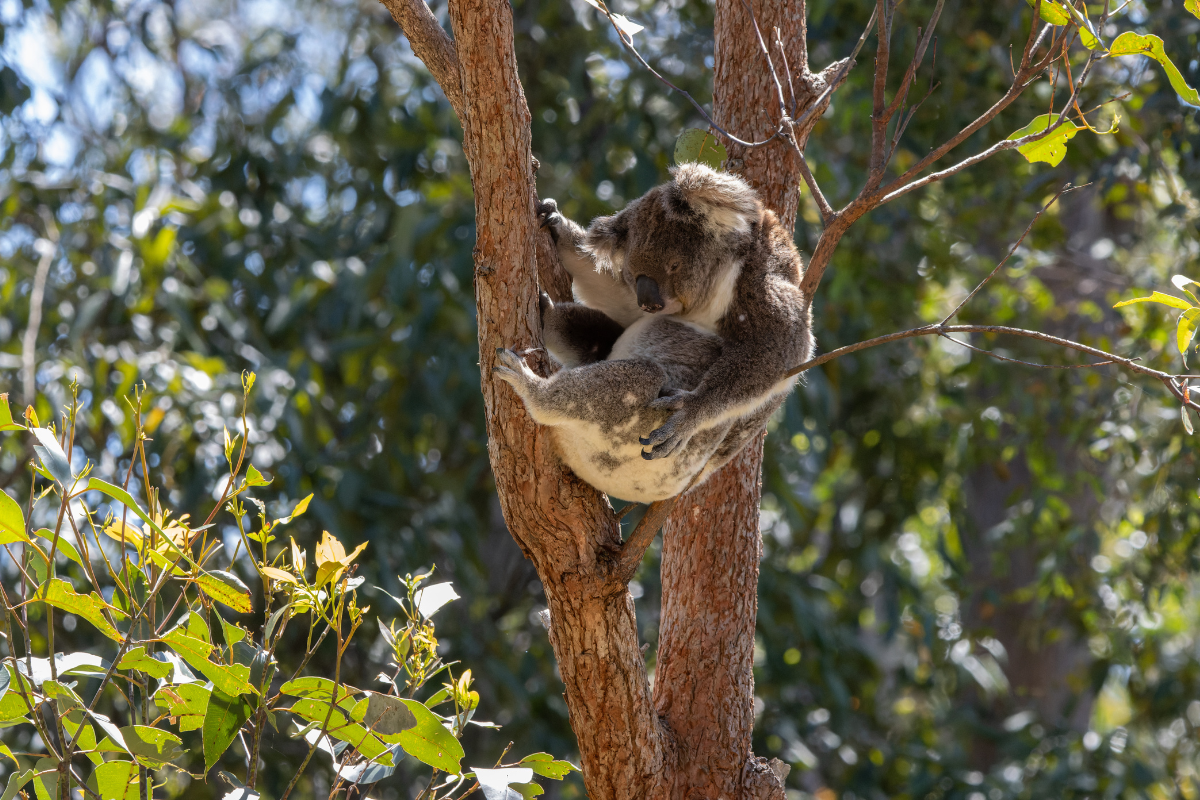 Facts about koalas - breeding season - Friends of the Koala