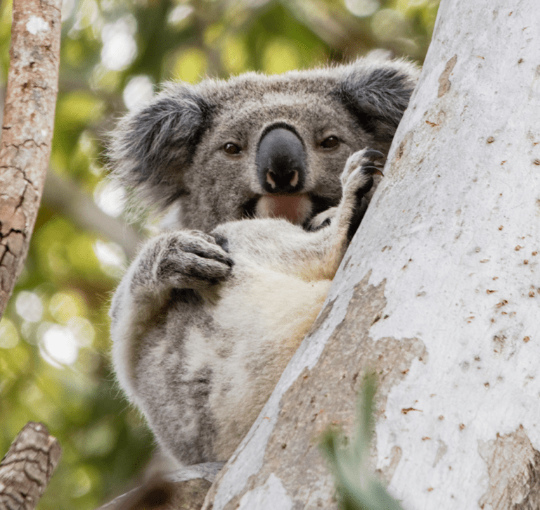 Adopt a Tree - Koala Habitat Conservation - Friends of the Koala
