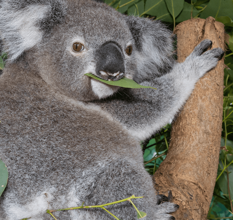 Adopt a Tree - Koala Habitat Conservation - Friends of the Koala