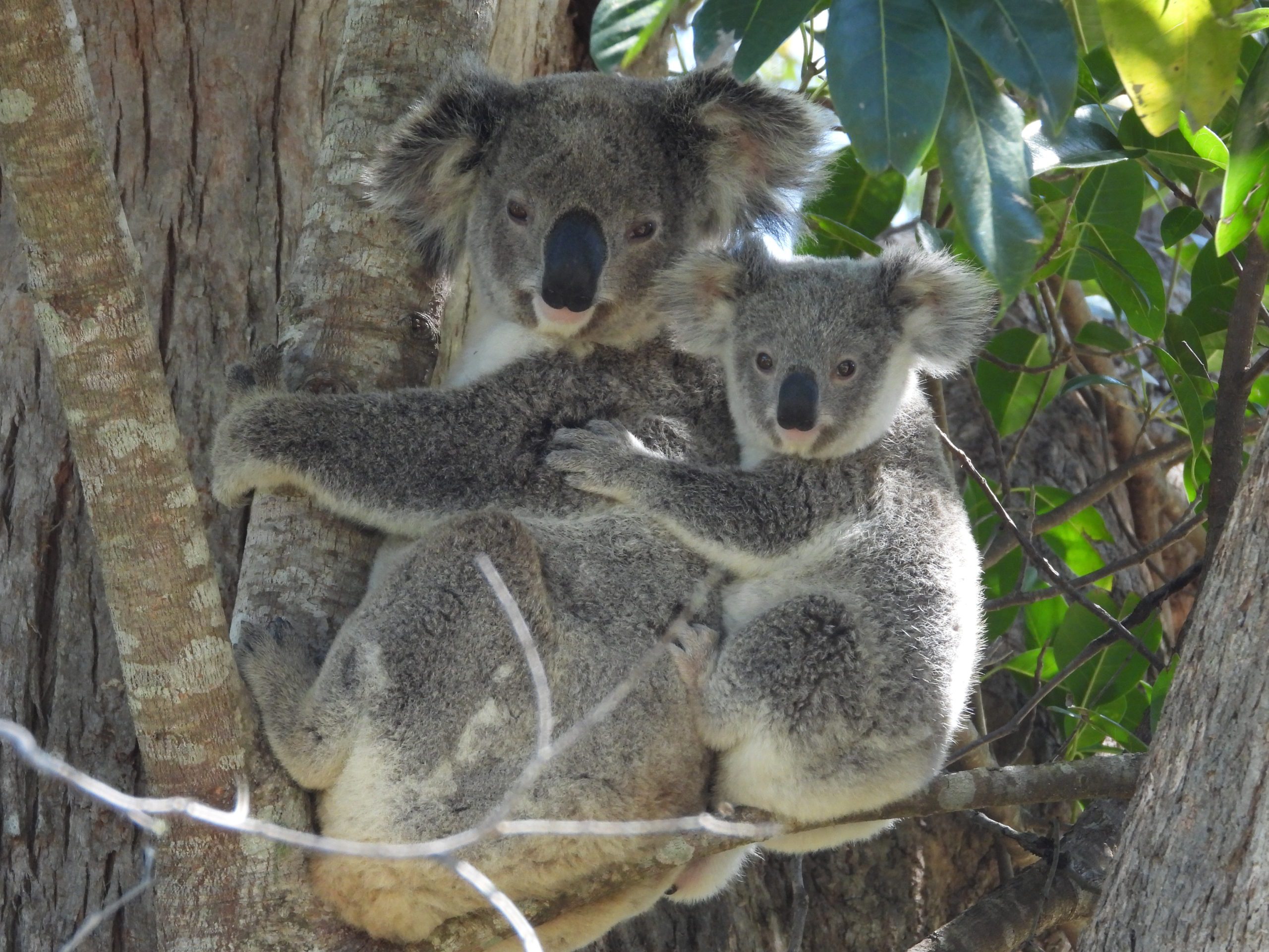 Faces of FOK: Q&A with Tammy - Friends of the Koala