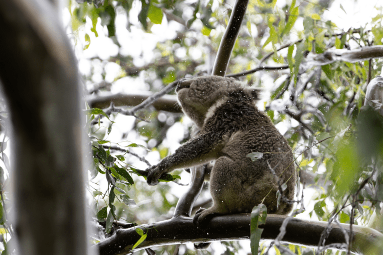 Koalas aren't dumb, they are sleepy survivors - Friends of the Koala