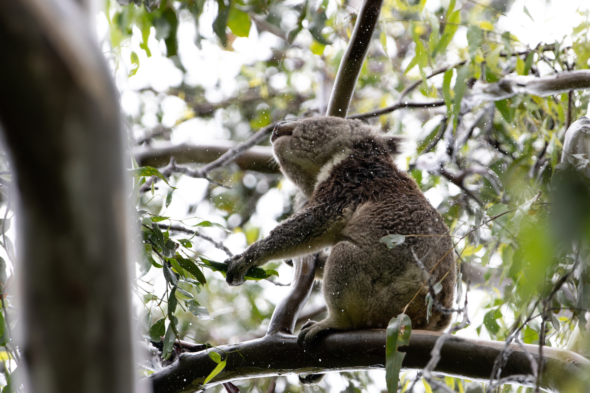 Koalas aren't dumb, they are sleepy survivors - Friends of the Koala