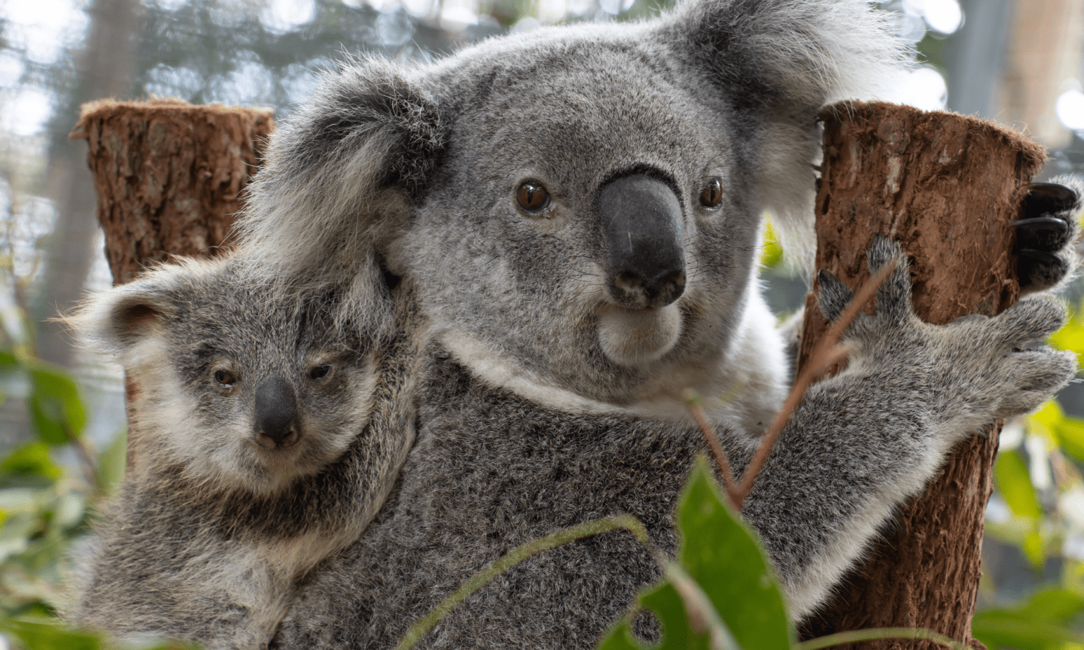 Koalaty jokes for kids of all ages! - Friends of the Koala