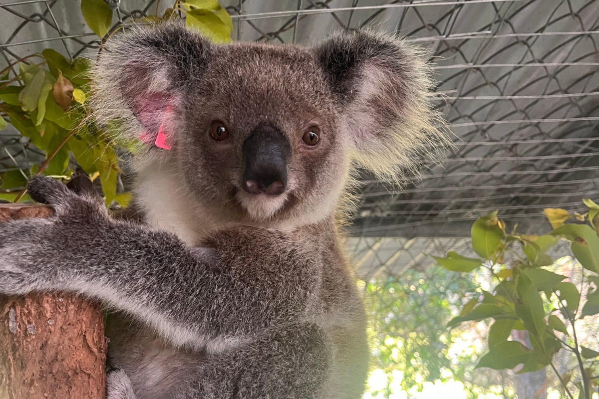 Facts about koalas - breeding season - Friends of the Koala