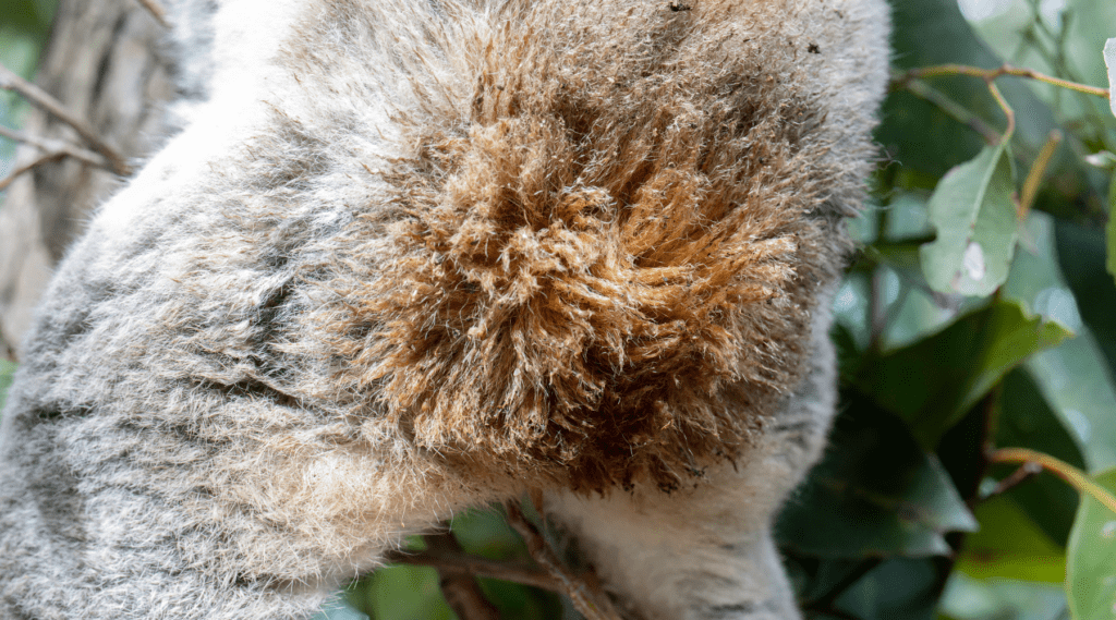 Recognise a Sick Koala - Friends of the Koala