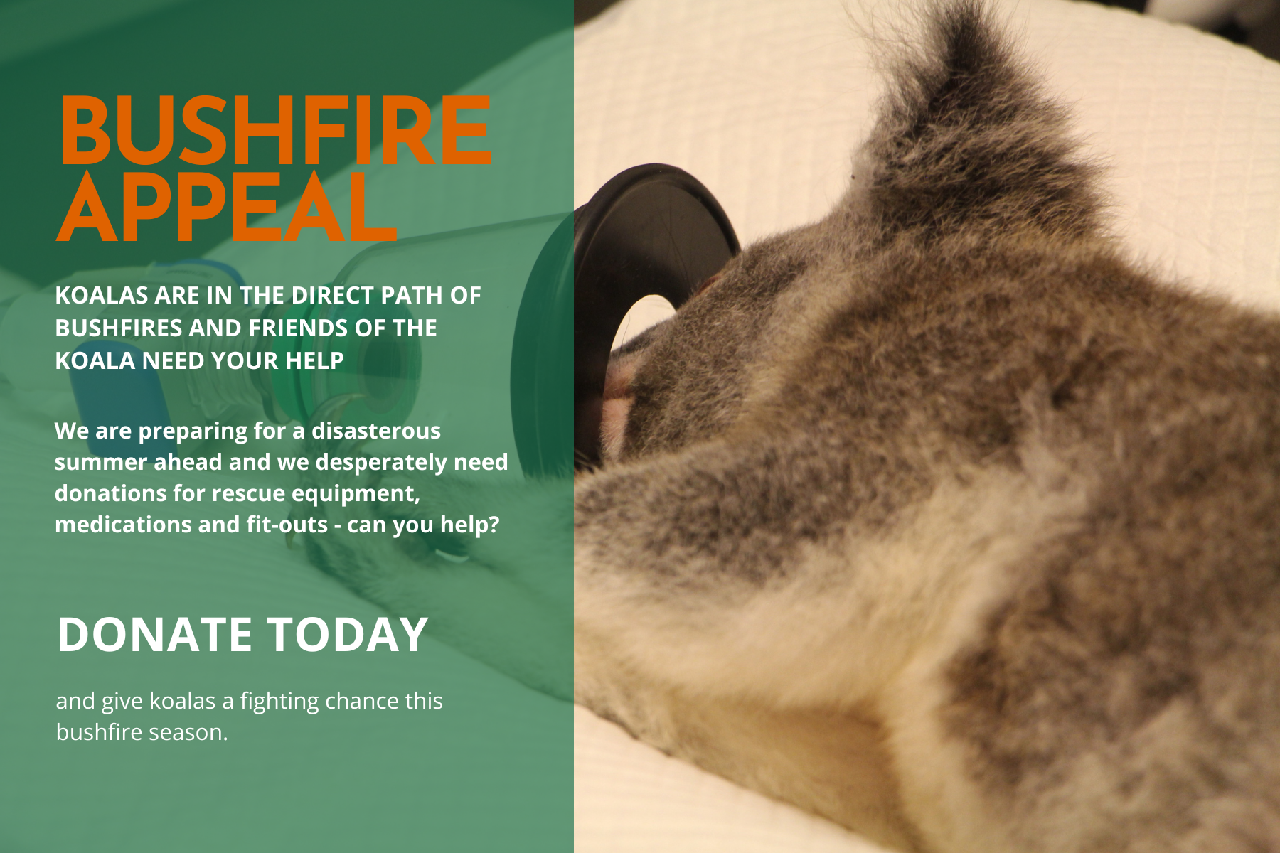 Help koalas survive bushfires - Friends of the Koala