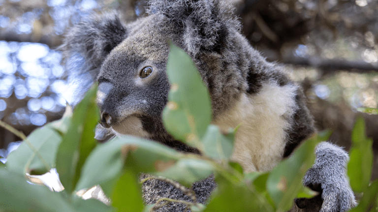 Interesting Facts About Koalas - Friends of the Koala