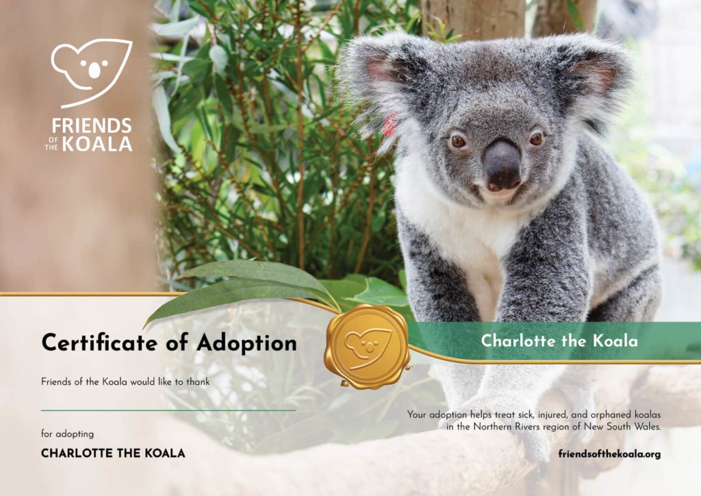 Friends of the Koala - Adopt a koala
