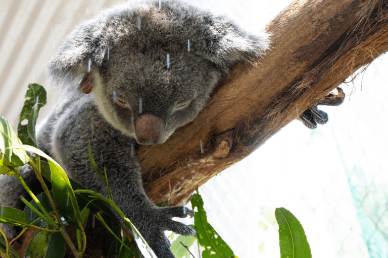 What does a wet koala look like? - Friends of the Koala