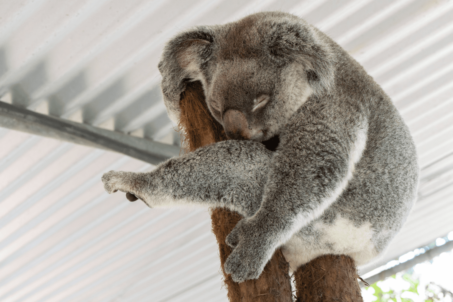 Research & Diagnostics Laboratory - Friends of the Koala