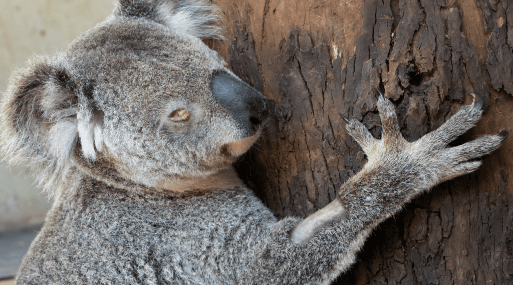 Recognise a Sick Koala - Friends of the Koala