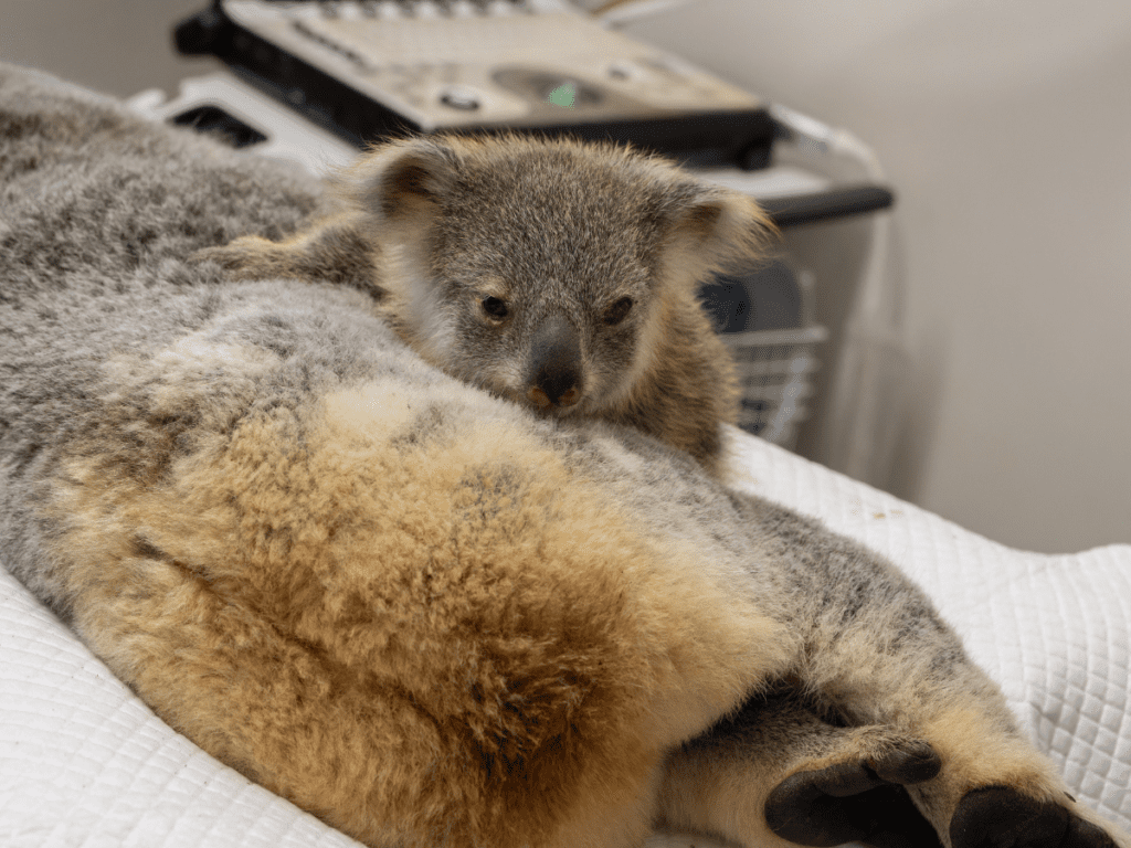 Recognise a Sick Koala - Friends of the Koala
