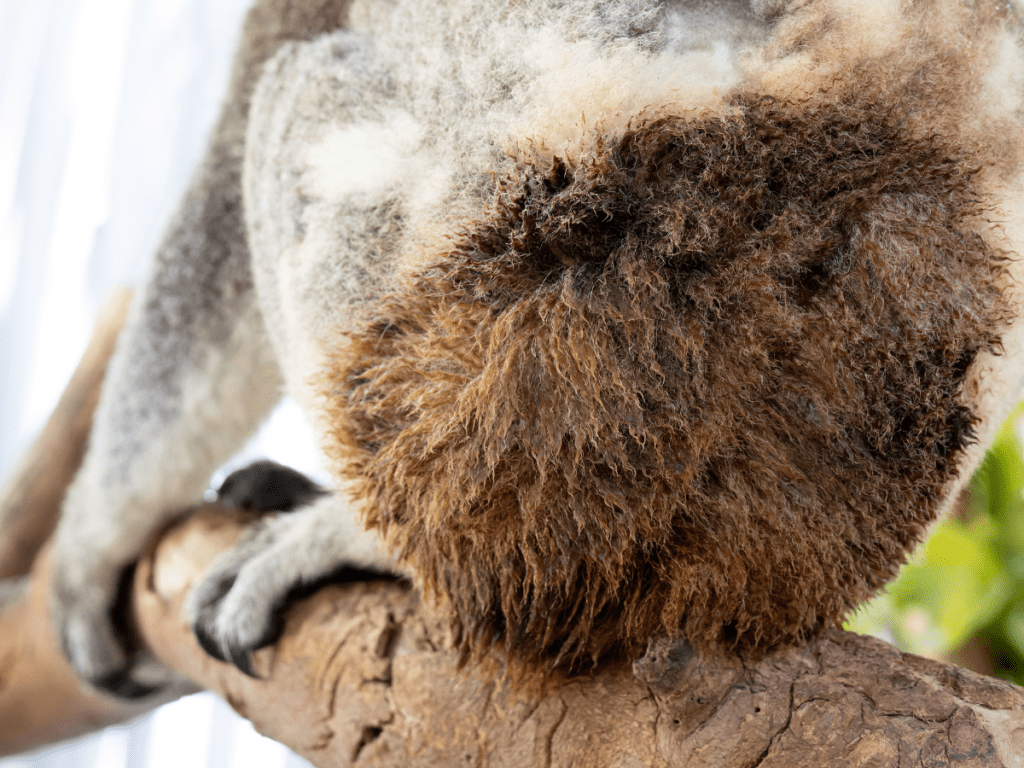 Recognise a Sick Koala - Friends of the Koala