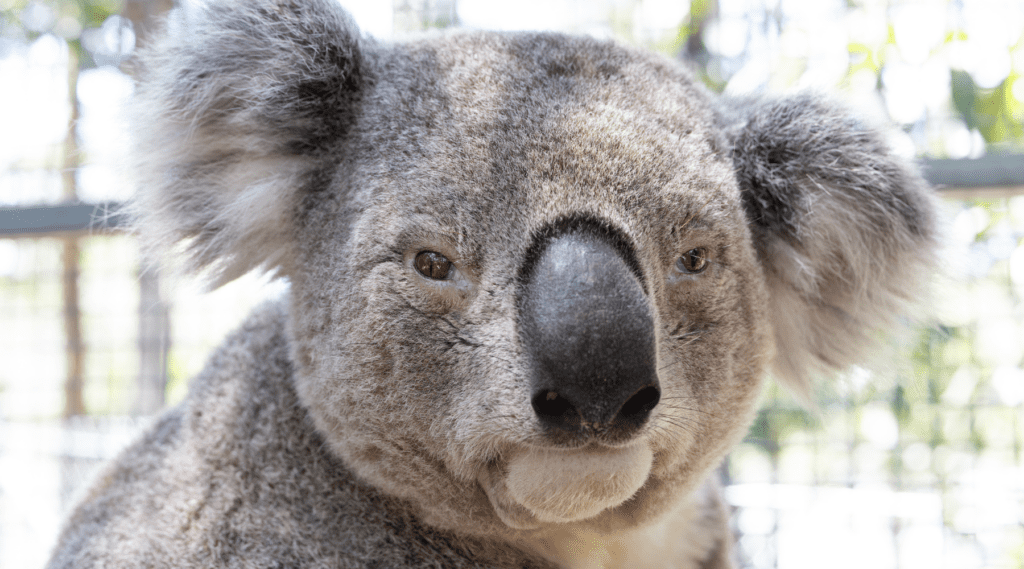 Recognise a Sick Koala - Friends of the Koala