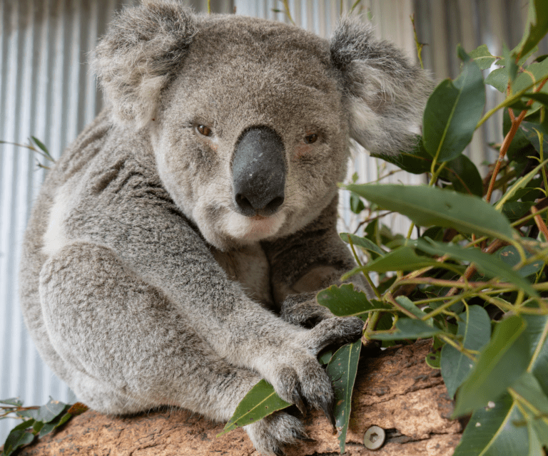 Koalas and cars - Friends of the Koala