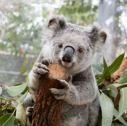 Friends of the Koala - Adopt a koala