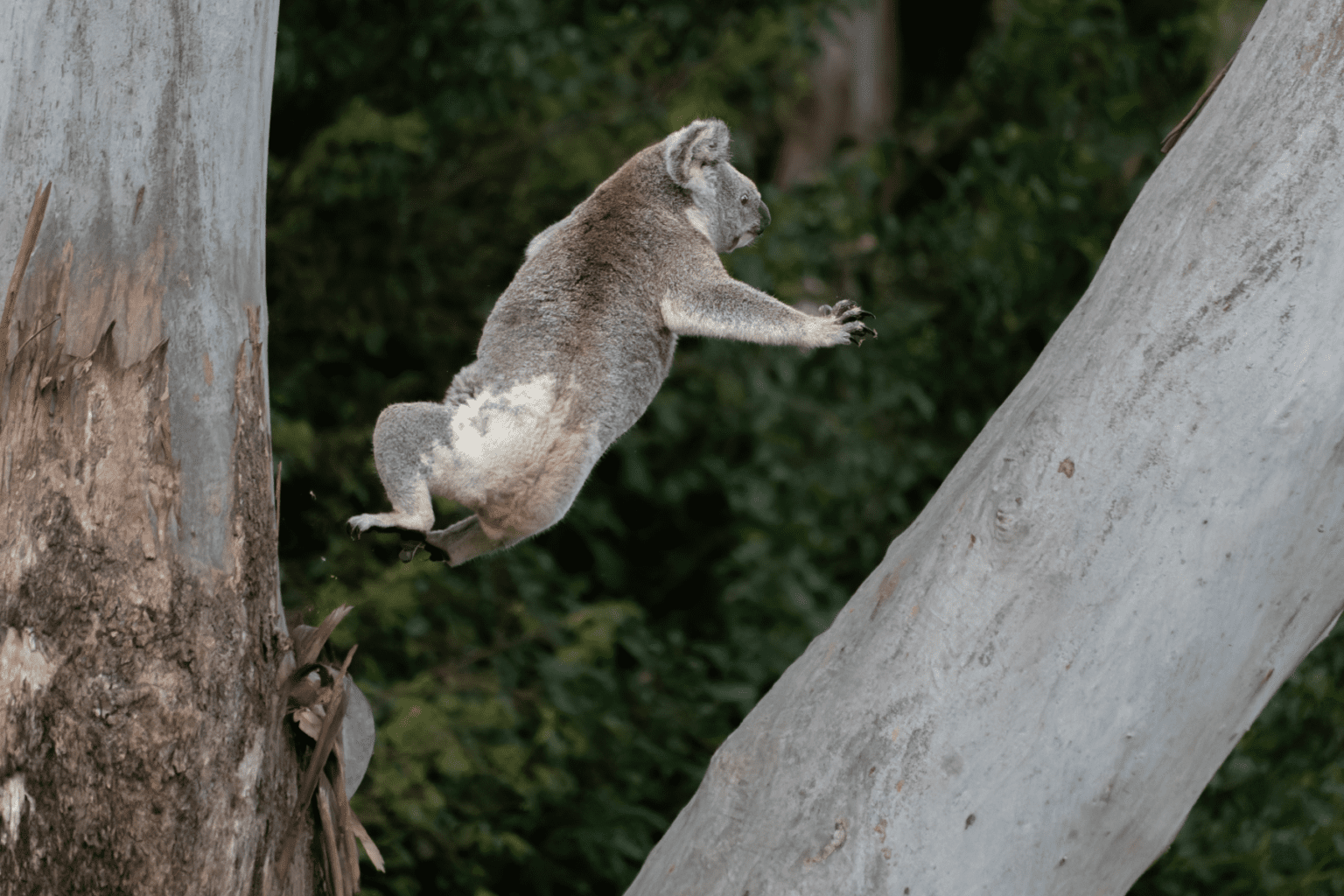 10 ways to help koalas in 2024 - Friends of the Koala