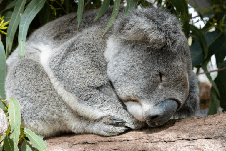 Why do koalas sleep so much? - Friends of the Koala
