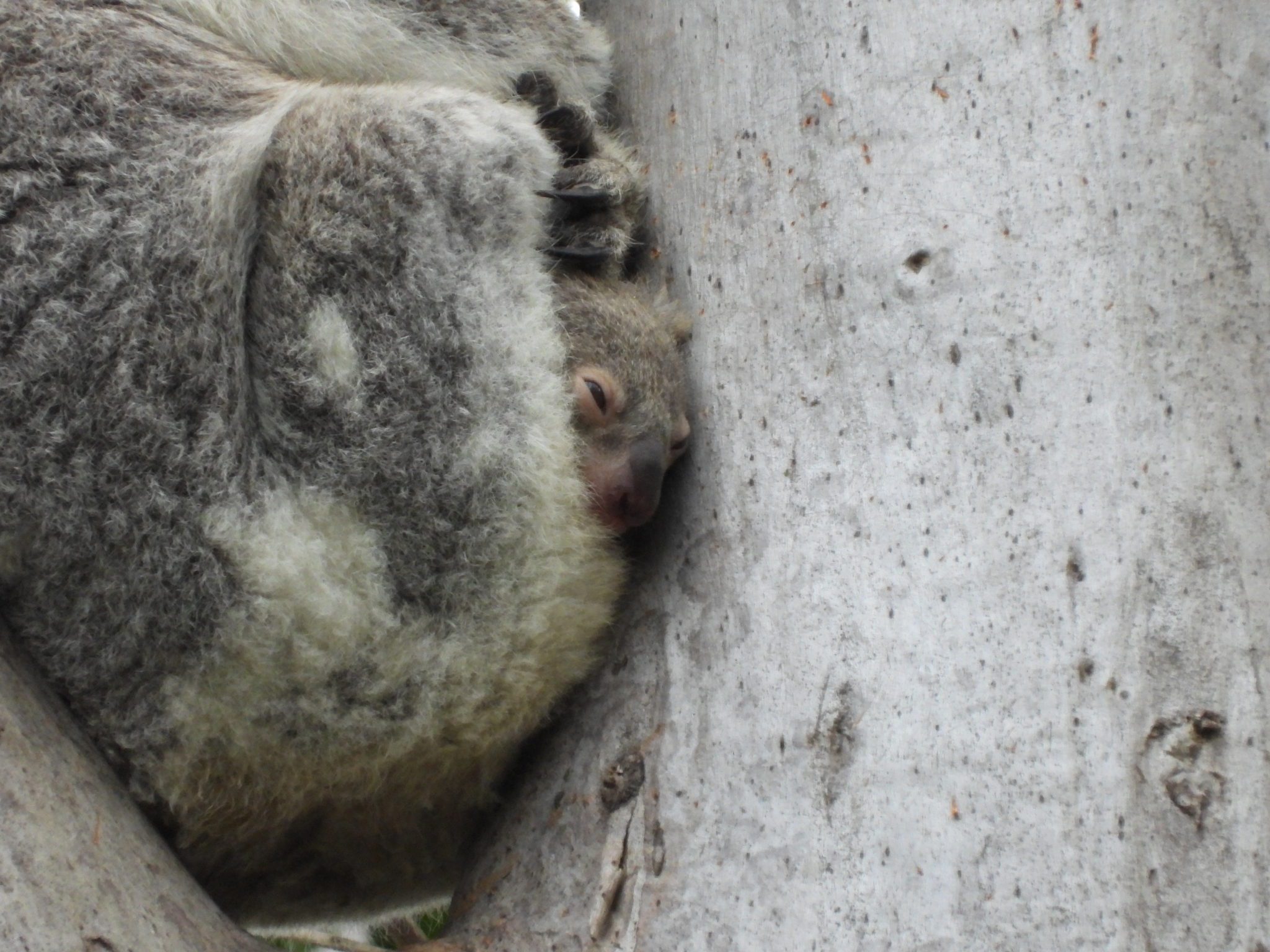 Joey for koala made famous thanks to Chris Hemsworth - Friends of the Koala