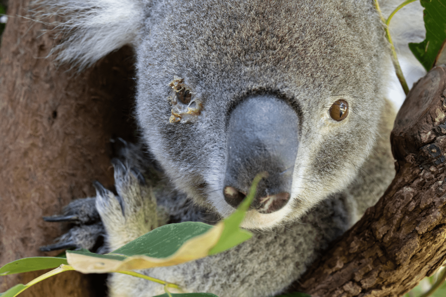 Donate to save koalas - Friends of the Koala