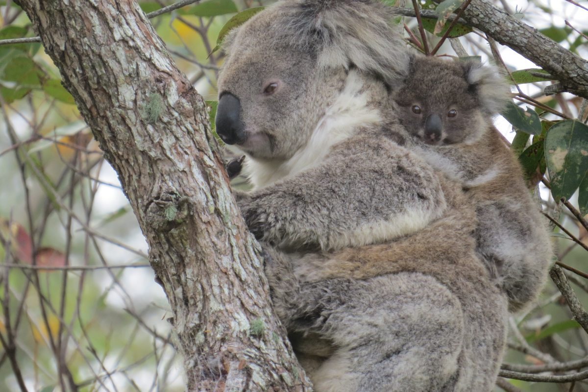 The world loses a beloved koala - Ember - Friends of the Koala