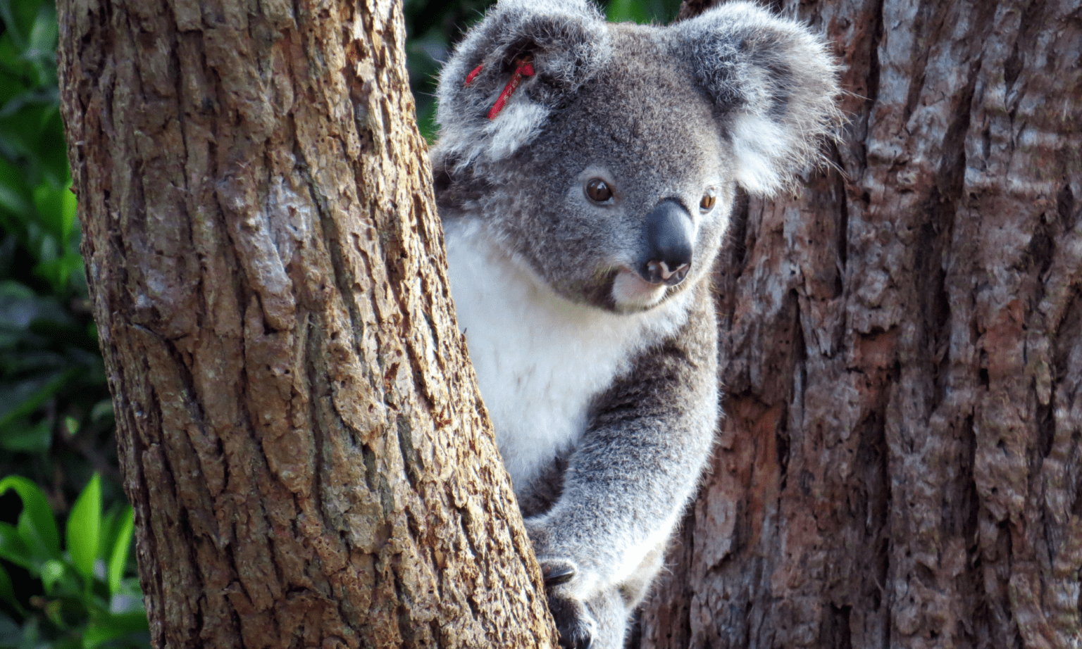 Koalas aren't dumb, they are sleepy survivors - Friends of the Koala