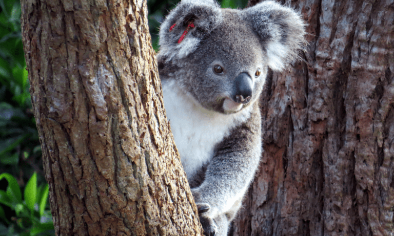 Drive cautiously in koala zones - Friends of the Koala