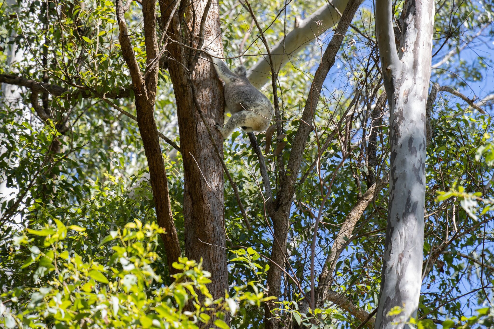Liz's Legacy - by Susannah Keogh - Friends of the Koala