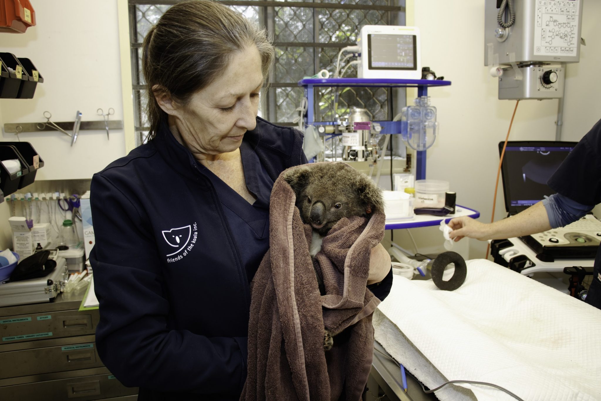 FOK Koala Hospital and Koala Care Centre - Friends of the Koala