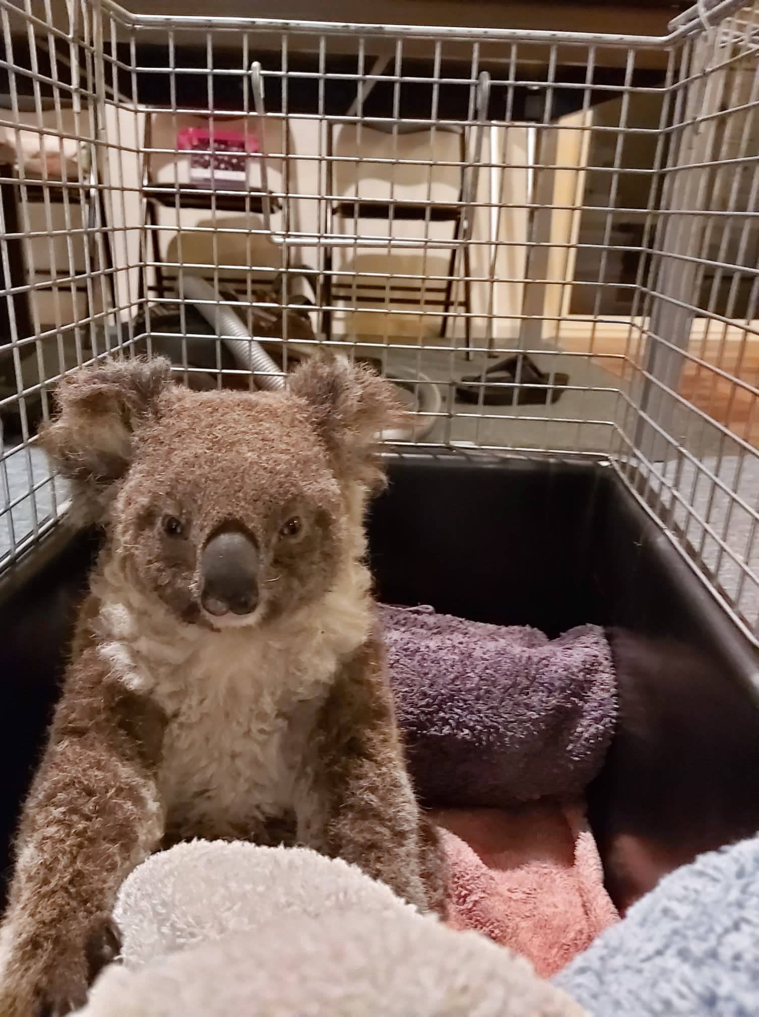 Save the Koala Month - Friends of the Koala