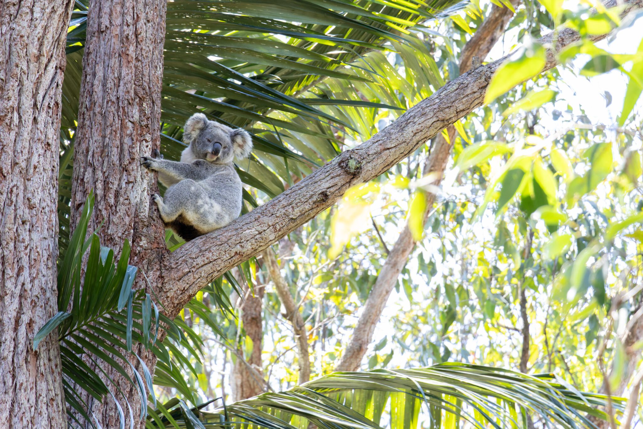 World Conservation Day: Protecting Koalas Means Protecting Our Future ...