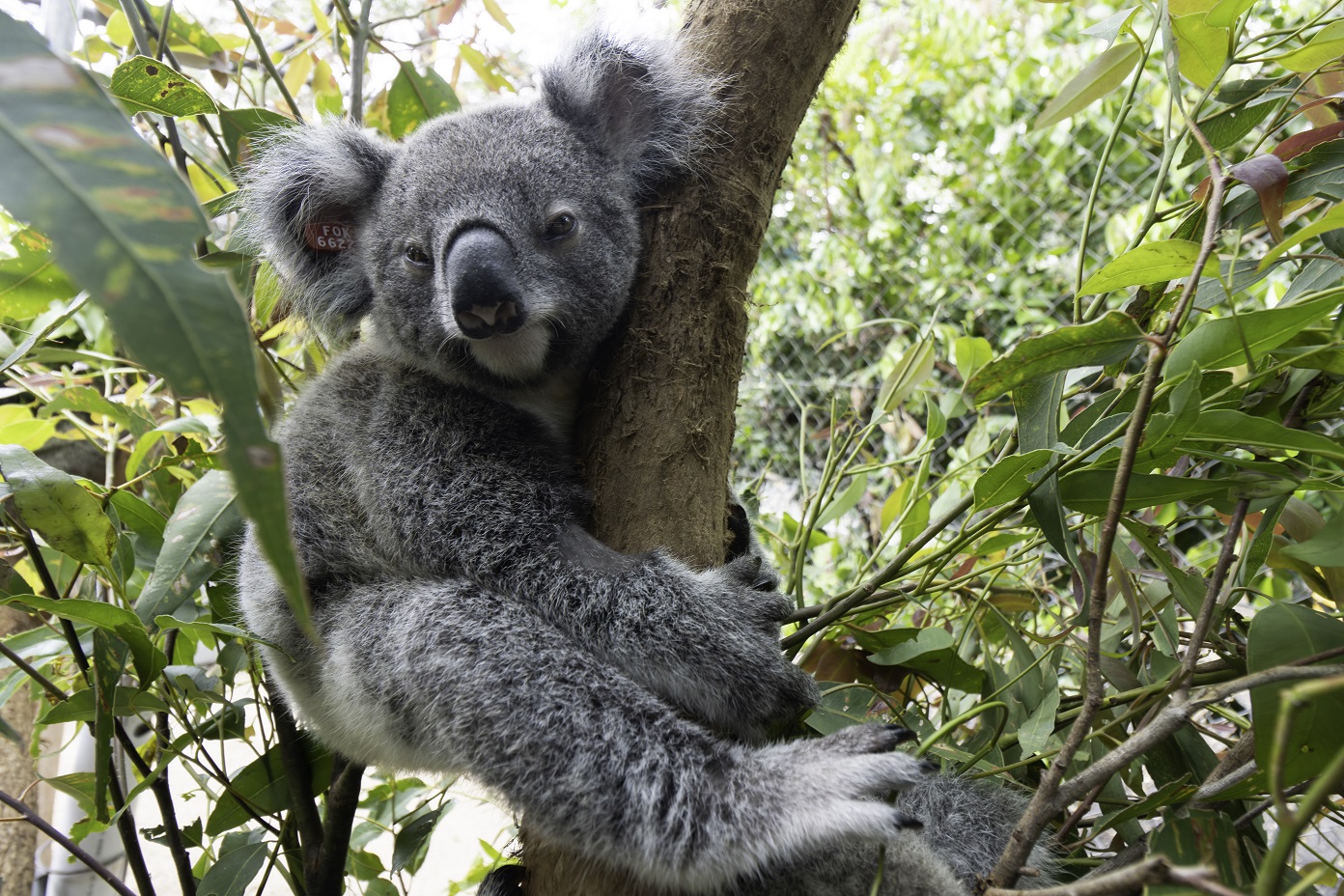 Ear tagging - Friends of the Koala