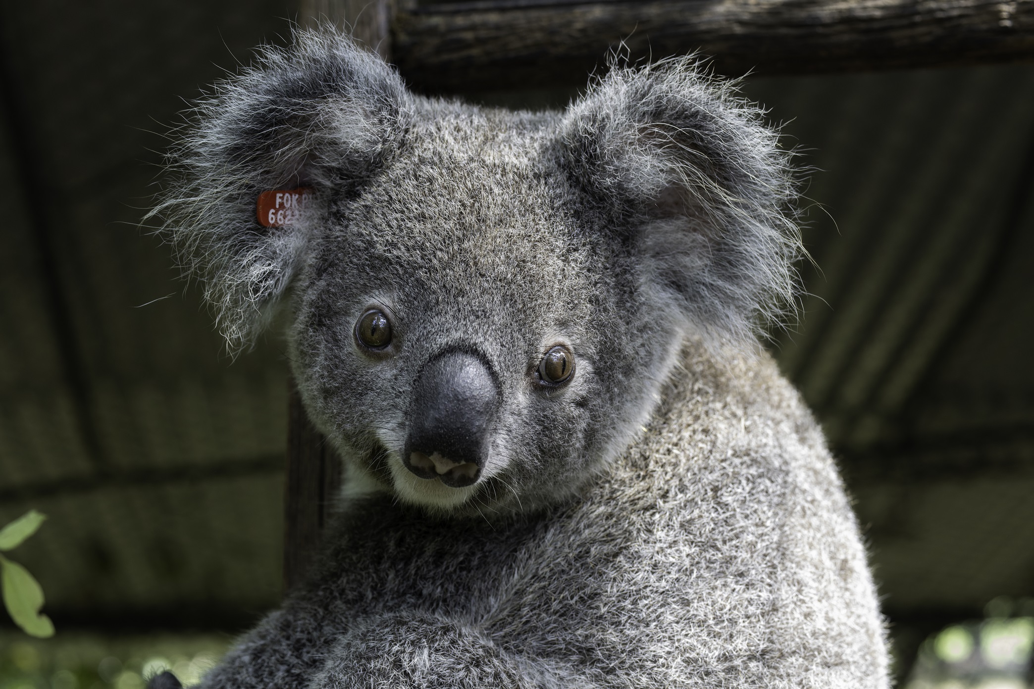 April at Koala Kindy - Friends of the Koala