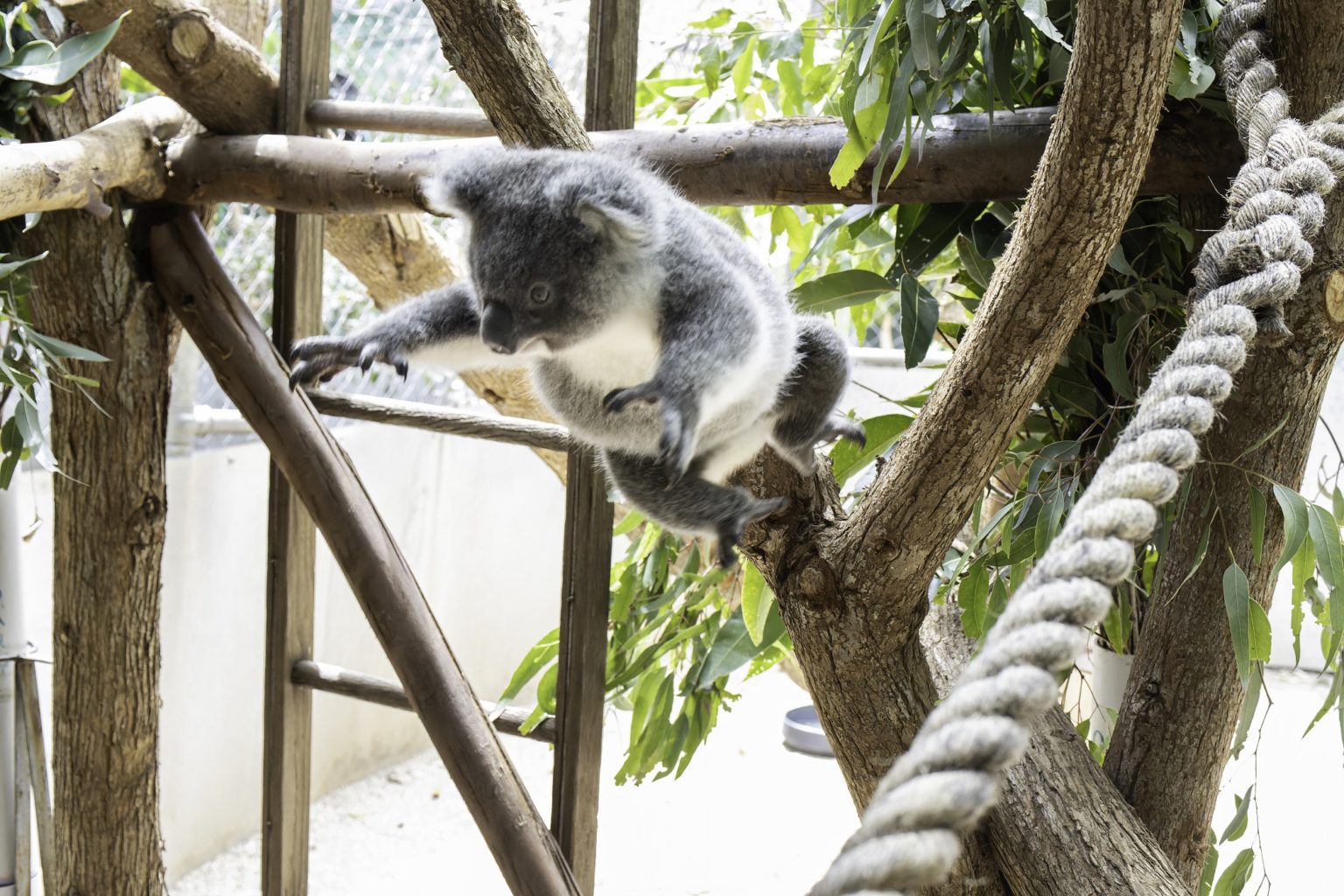 Koala Care Centre - Friends of the Koala