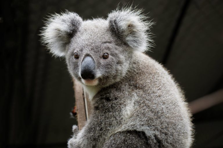 Our Koalas: Pala's Story - Friends of the Koala