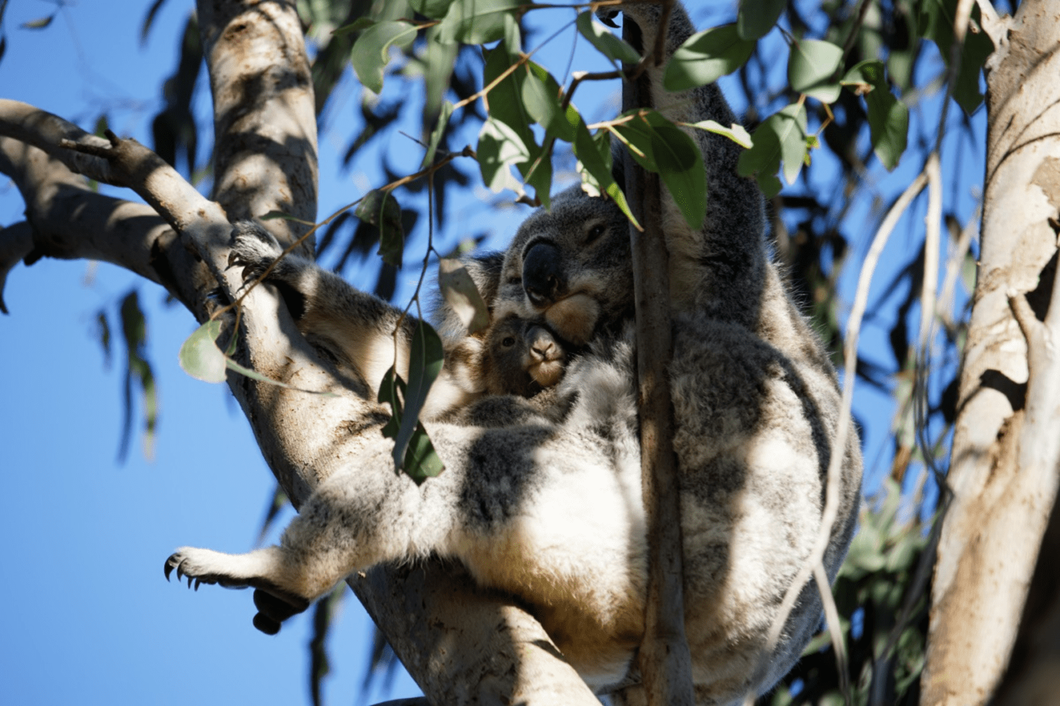 We need to save koalas from extinction Part I - Friends of the Koala