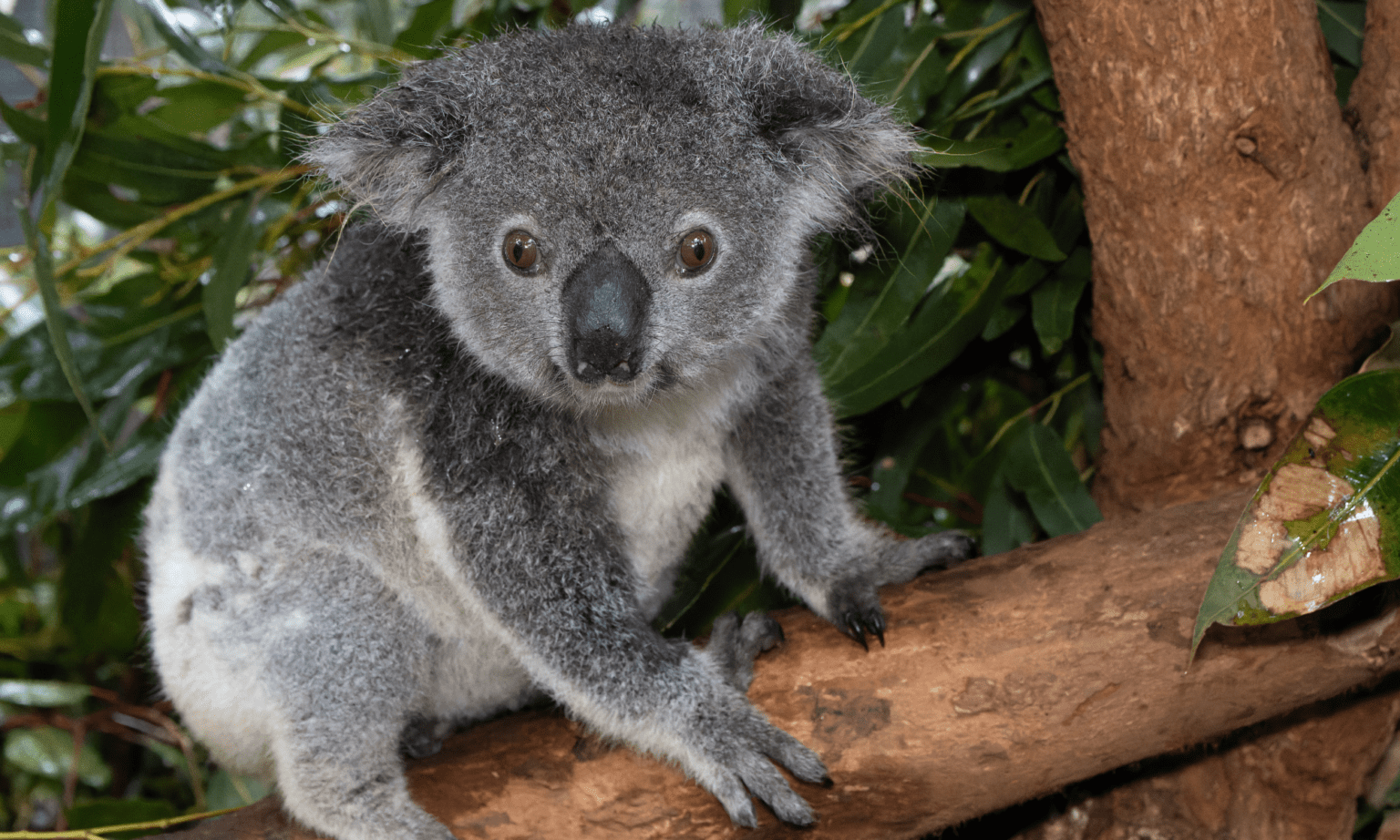 Koalas: Australia’s Iconic Marsupial Facing a Fragile Future - Friends ...