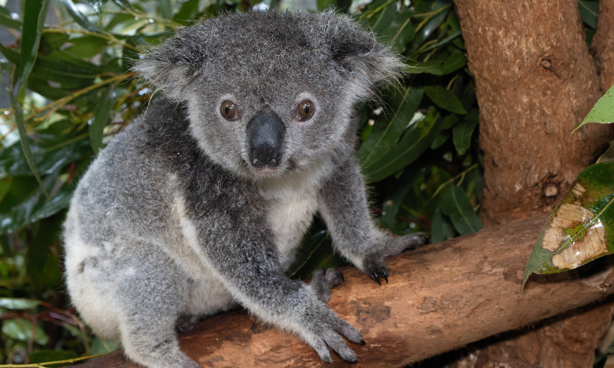 Koalas: Australia’s Iconic Marsupial Facing a Fragile Future - Friends ...