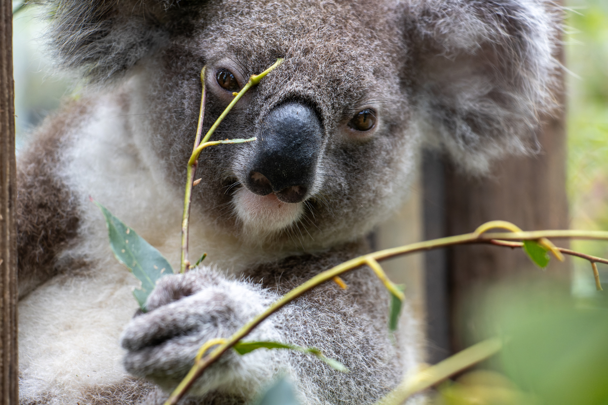 Koala conservation review - Friends of the Koala
