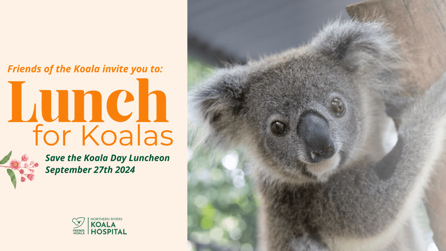 Save the Koala month 2024 - Friends of the Koala