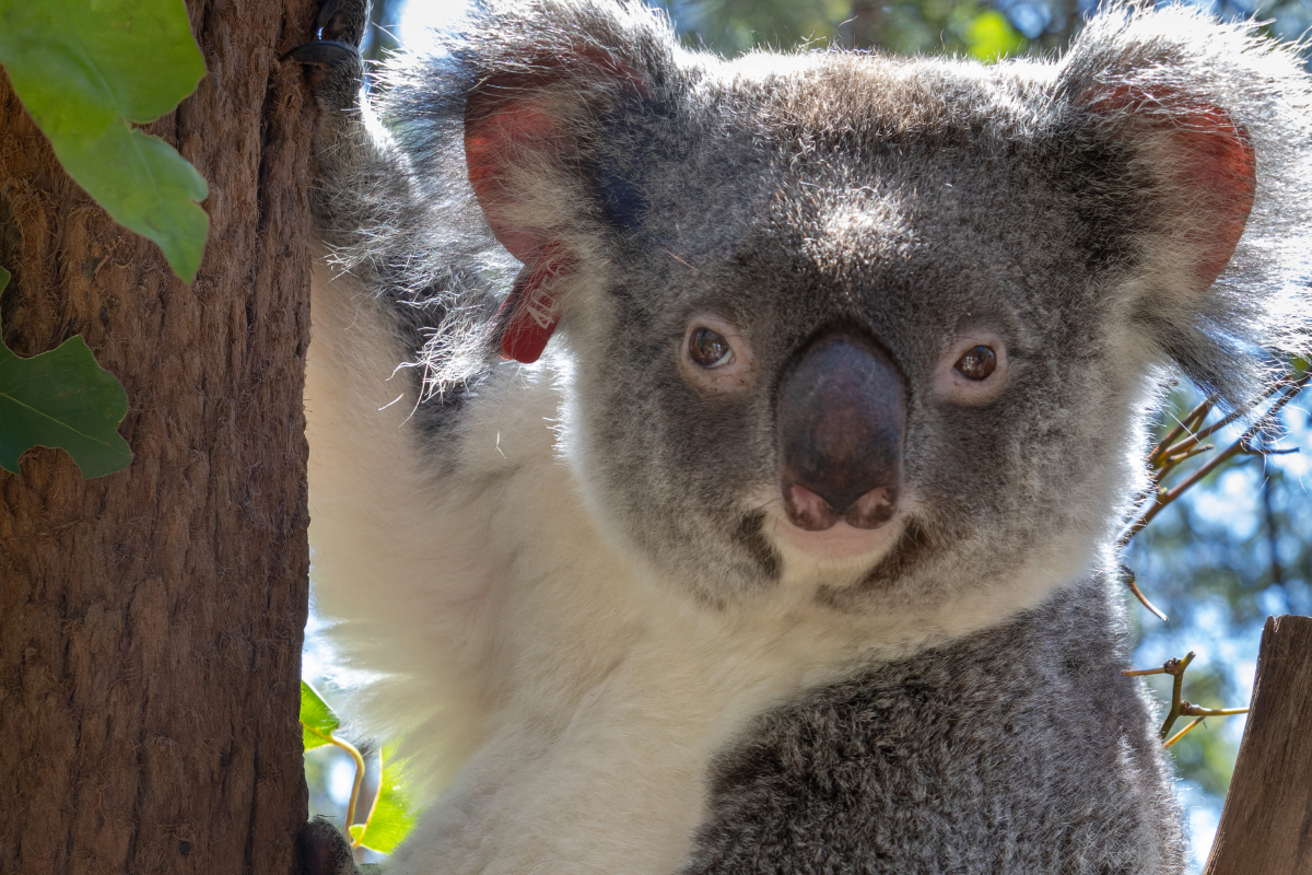 Give a Gift That Keeps on Giving: Christmas with Friends of the Koala ...