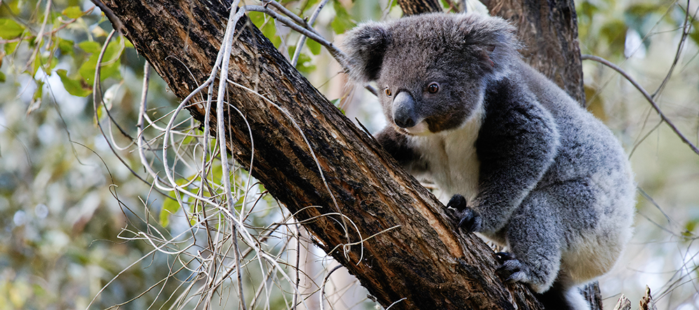 Northern Rivers Koala Hospital - Friends of the Koala