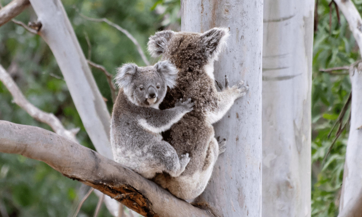 Help us keep the doors of the Northern Rivers Koala Hospital open ...