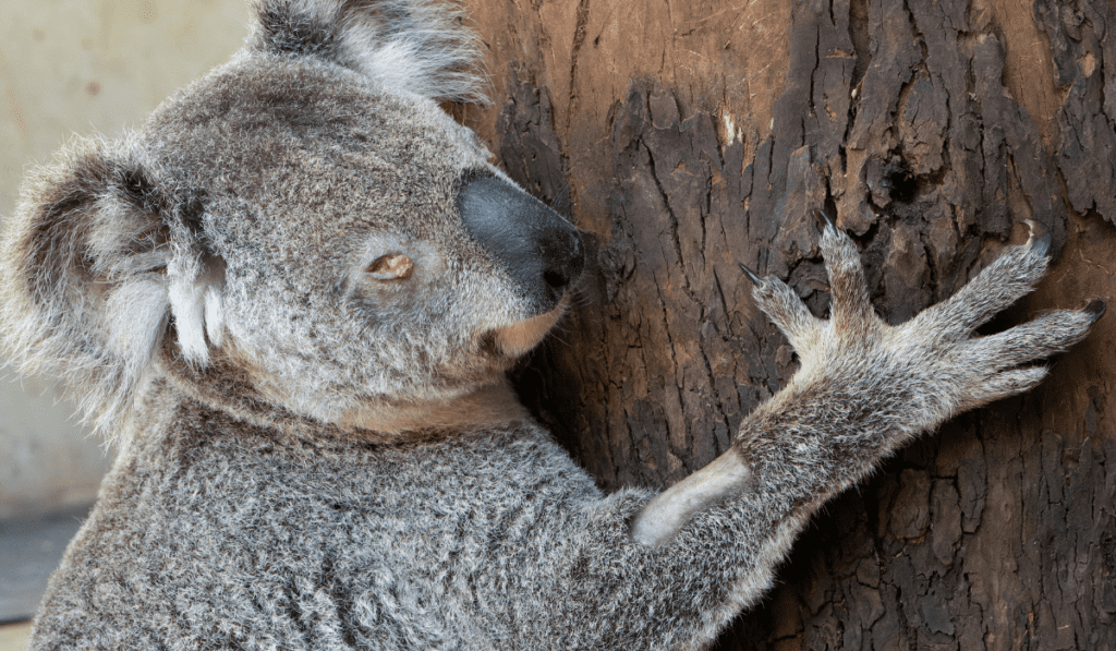 Recognise a Sick Koala - Friends of the Koala