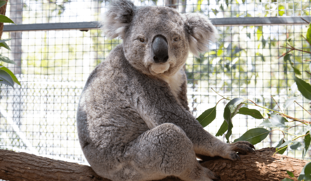 Recognise a Sick Koala - Friends of the Koala