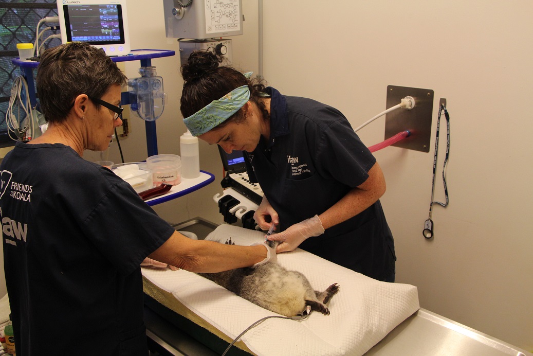 Ear tagging - Friends of the Koala