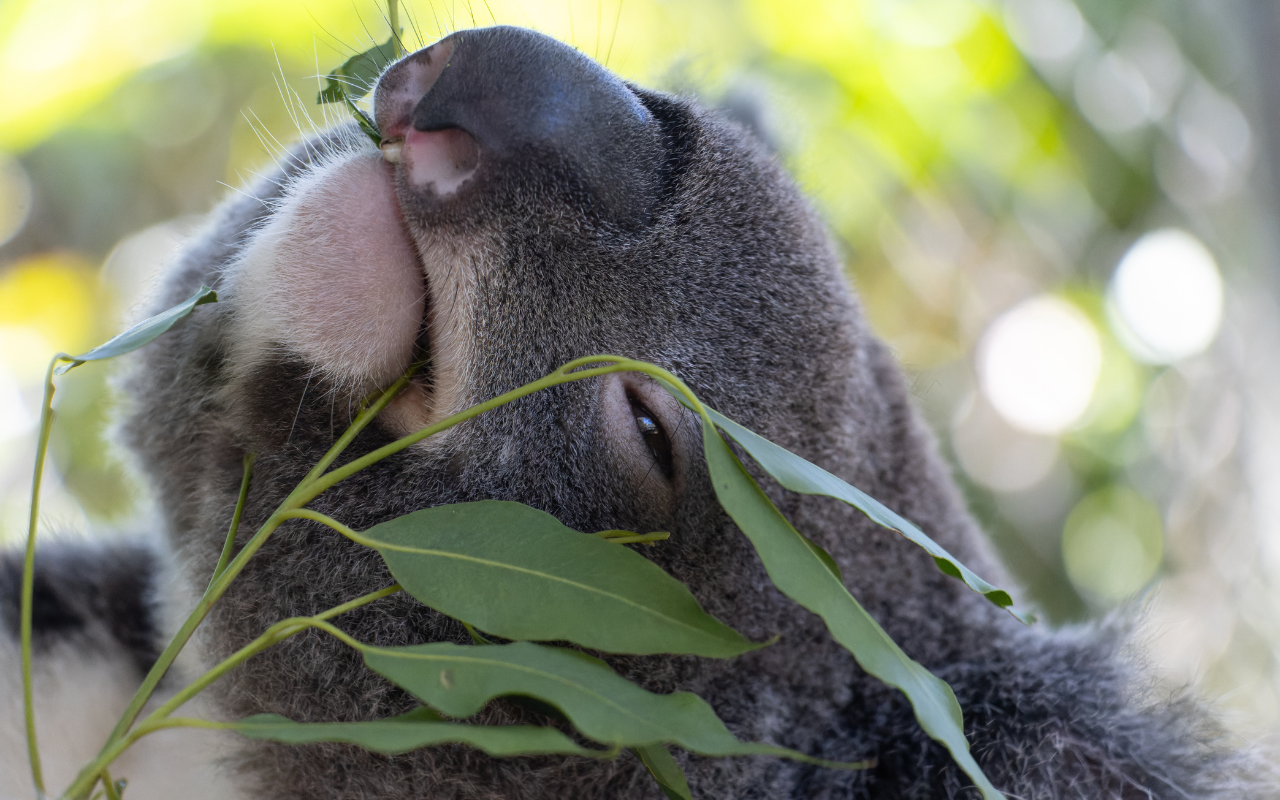 Facts about koalas - breeding season - Friends of the Koala