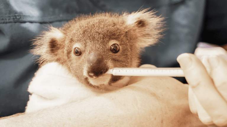 Northern Rivers Koala Hospital - Friends of the Koala